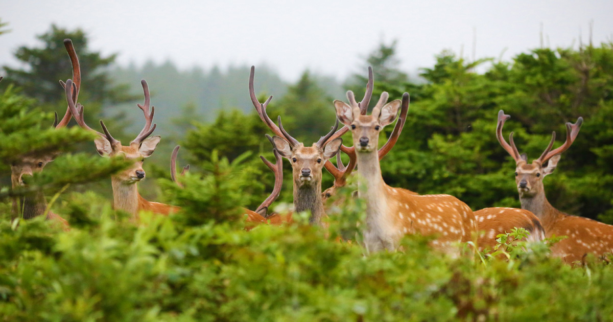 自然について | さるふつ村観光協会